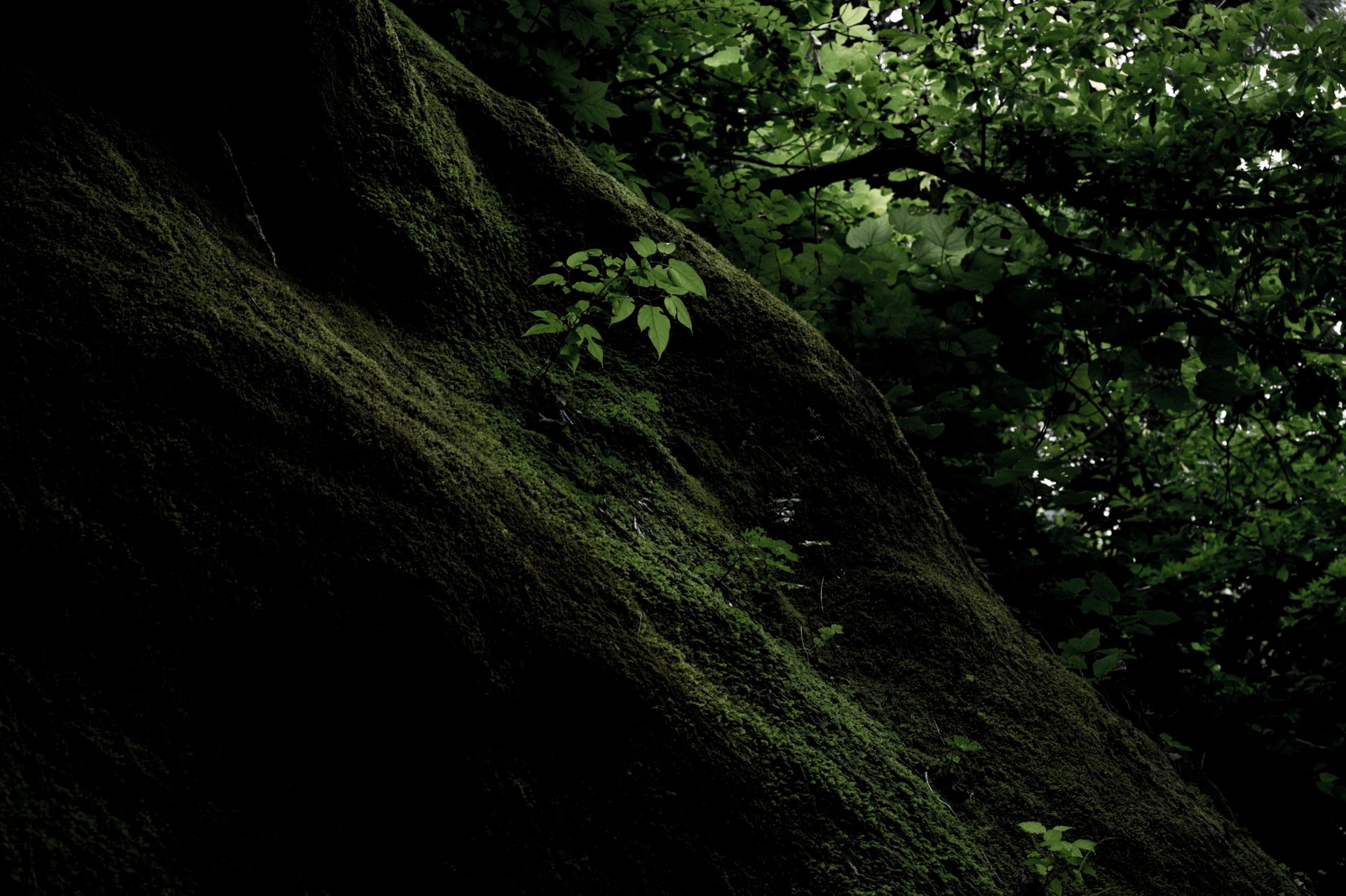 EarthRing（アースリング）｜ 白山麓のアロマ蒸留所・和精油・製品開発